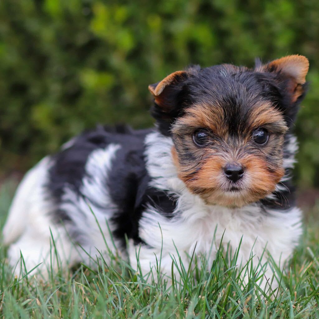Meet Furever Friends – Premium Yorkshire Terrier & Biewer Terrier ...